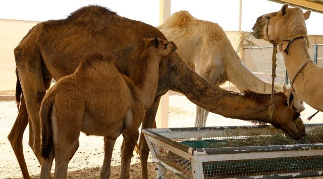 Dubai camel cloning caters to races, beauty pageants | Life-style News ...