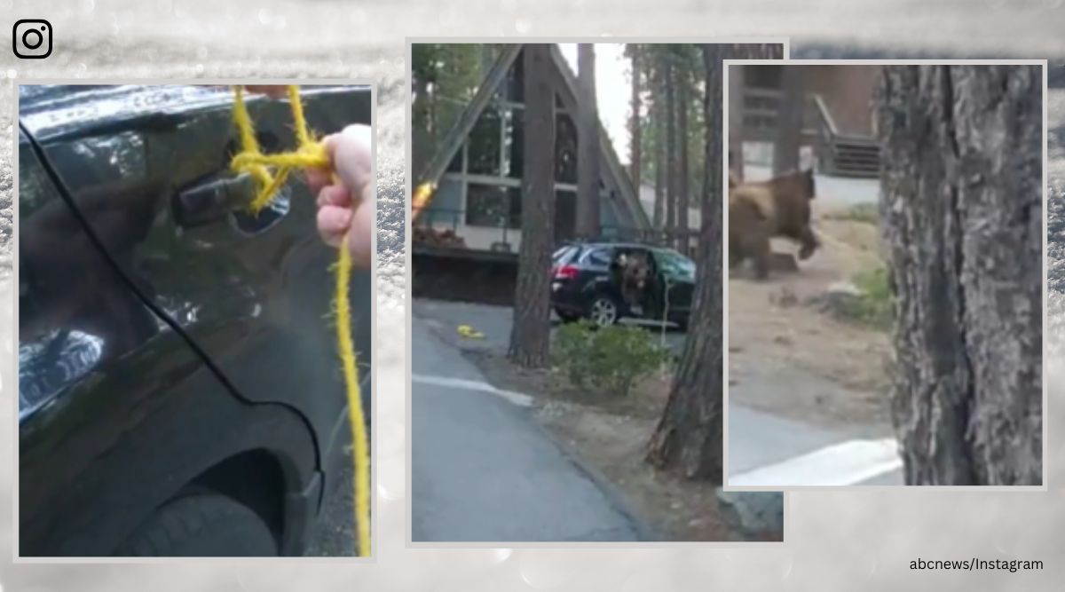 ‘Hopefully bear insurance is a thing’: Netizens laugh as US cops ...