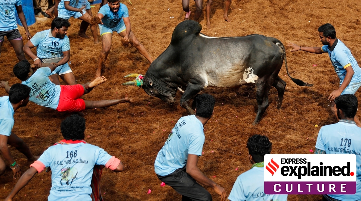 SC backs TN position on Jallikattu: This is why the cultural argument ...