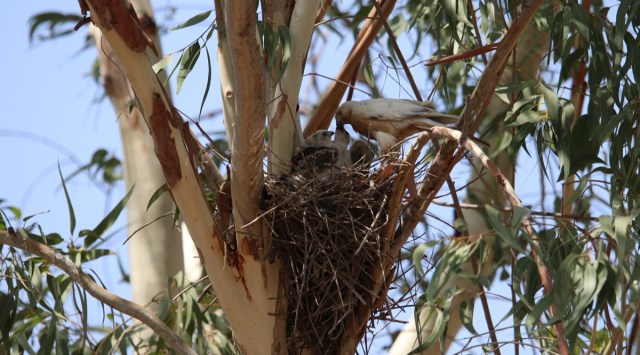 In a rare sighting, a leucistic female shikra seen raising 3 chicks in ...