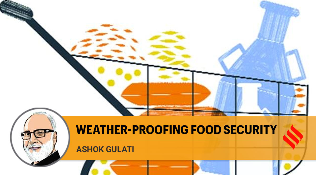 Ashok Gulati writes: How to weather-proof food security | The Indian ...