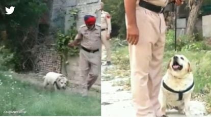 Indian Police Dog Training