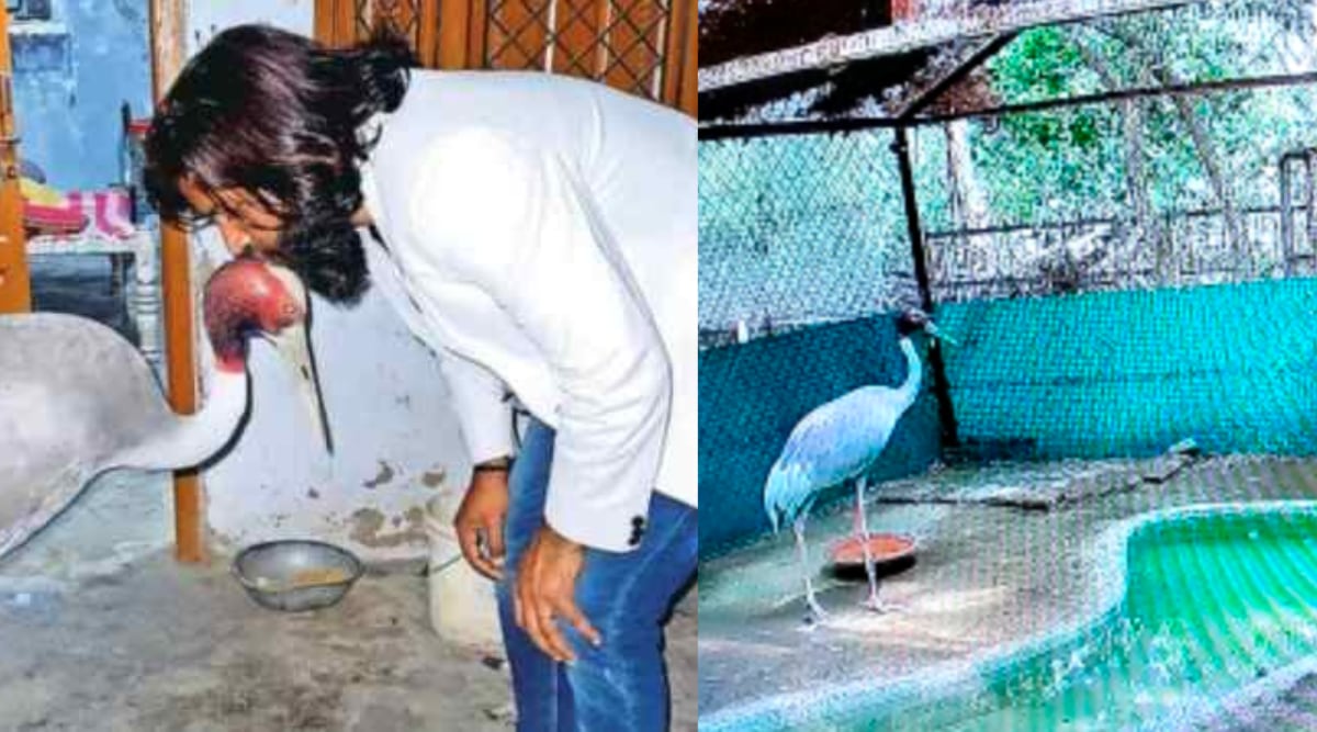 Sorrow of the Sarus: Maggi-loving, Dal-chawal eating crane trains to be ...