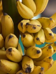 Should You Replace Regular sized Bananas With This Bite sized Variety