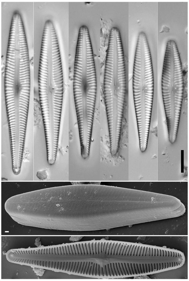 New oxygen-supplying algae species found in Mahabaleshwar, named after Pune scientist | Pune ...