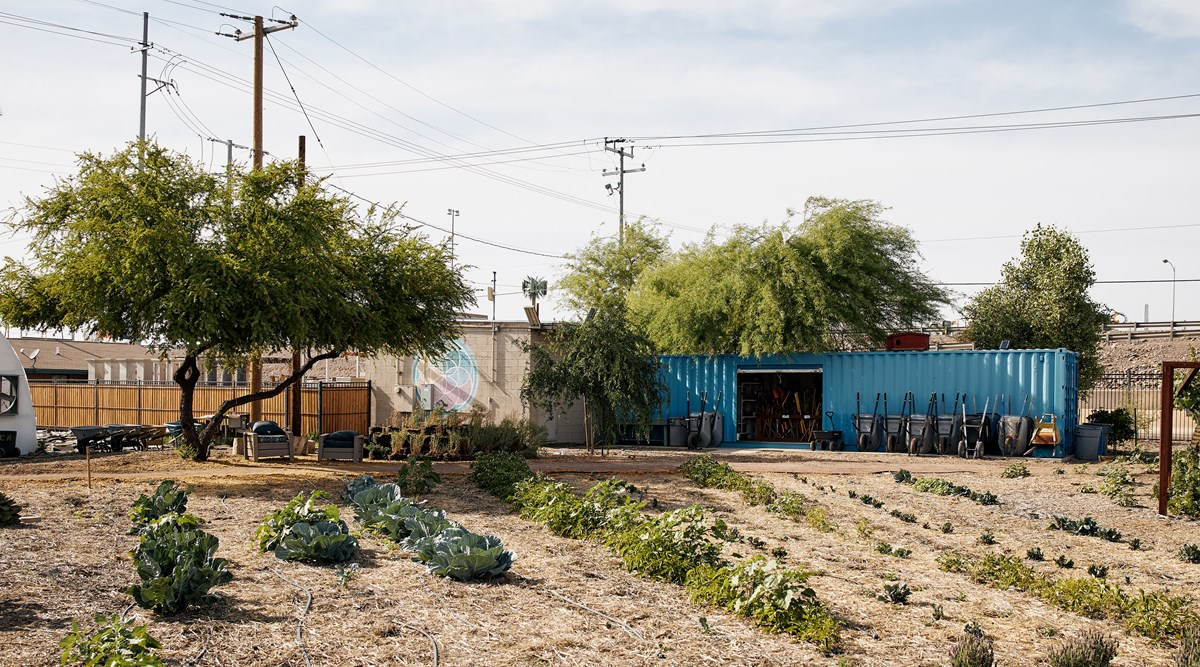 In parched Arizona, the produce gardens bloom | Life-style News - The ...
