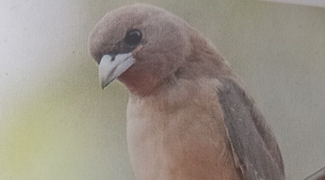 Birdwatch: Chandigarh’s uncommon visitor Ashy Woodswallow loves to stay ...