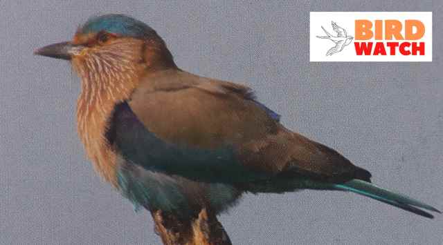Where to find The Indian Roller bird?