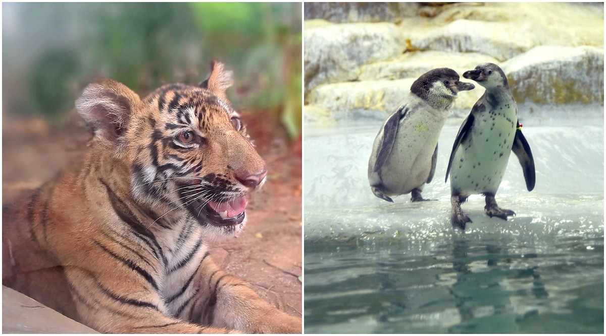 More members in Mumbai’s Byculla zoo – 2 Royal Bengal Tiger cubs, 3 ...