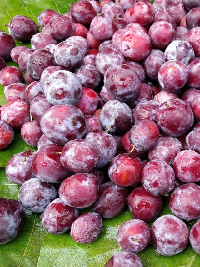 Benefits of falsa | The Indian Express