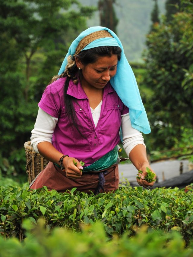 Exploring The Best Of Indian Culinary Heritage Through GI-Tagged Food ...