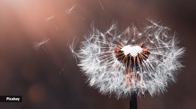 Dandelions are lifeline for bees on the brink – we should learn to love ...