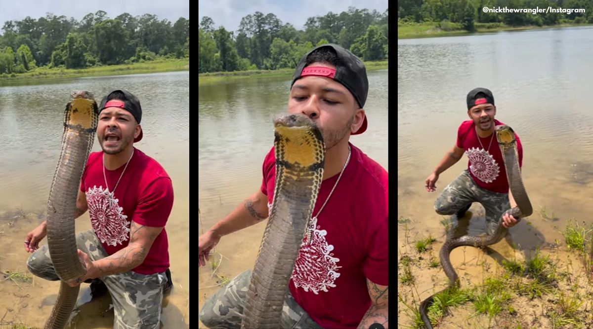 Snake wrangler ‘kisses’ a 12 feet cobra, watch shocking video ...