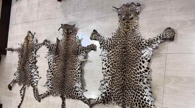 Odisha Police arrest ‘wildlife criminal’, recover leopard skins from ...