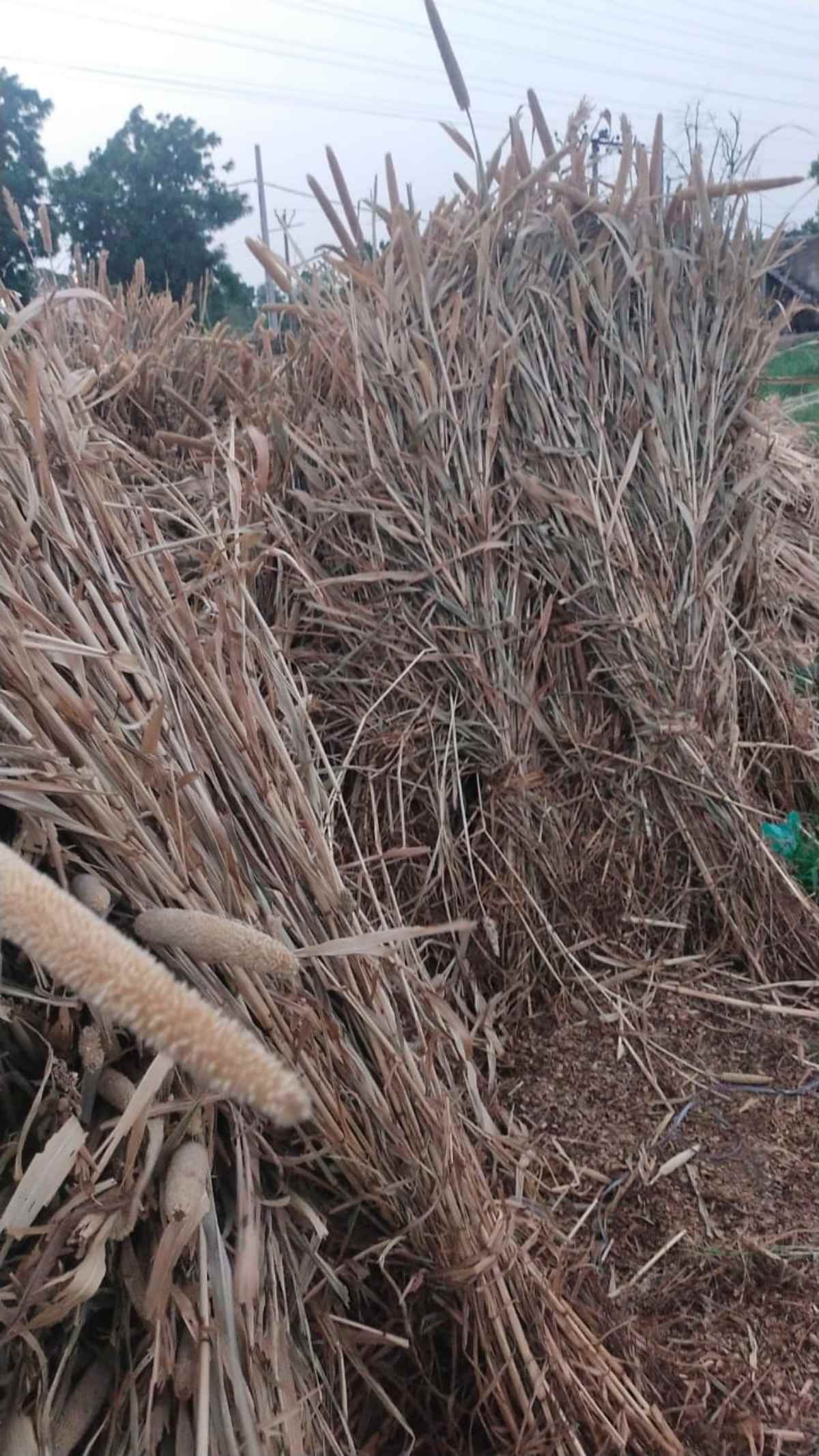 In International Year of Millets, Guj Agri Minister says drafting ...