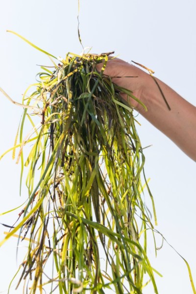 How seagrass has emerged as a powerful climate solution