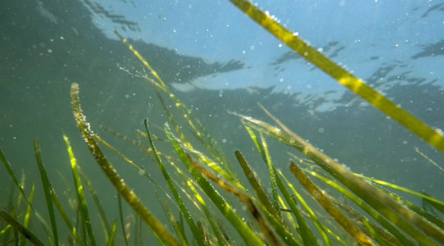 How seagrass has emerged as a powerful climate solution