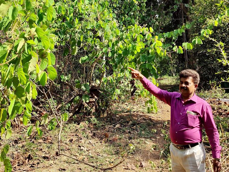A unique forest full of medicinal plants comes up in Pune — thanks to ...