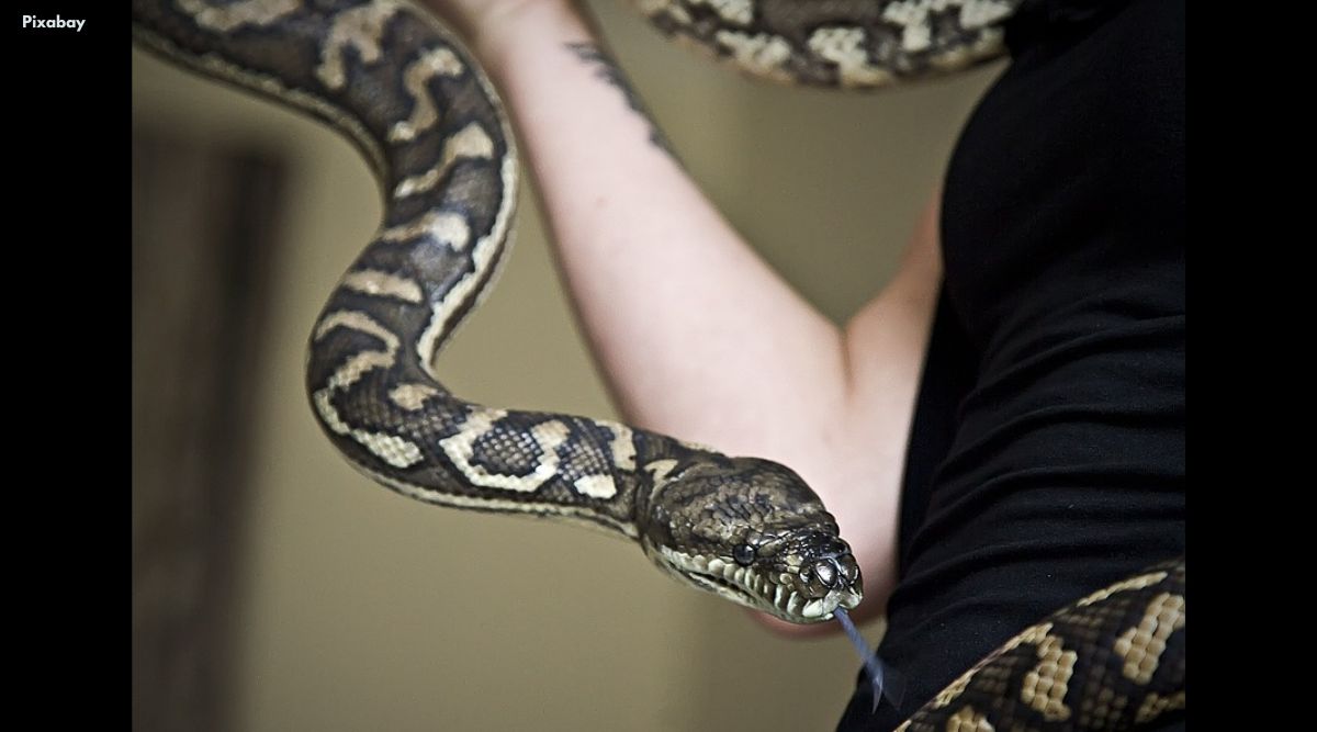 Man uses python during street fight, netizens demand action for animal ...