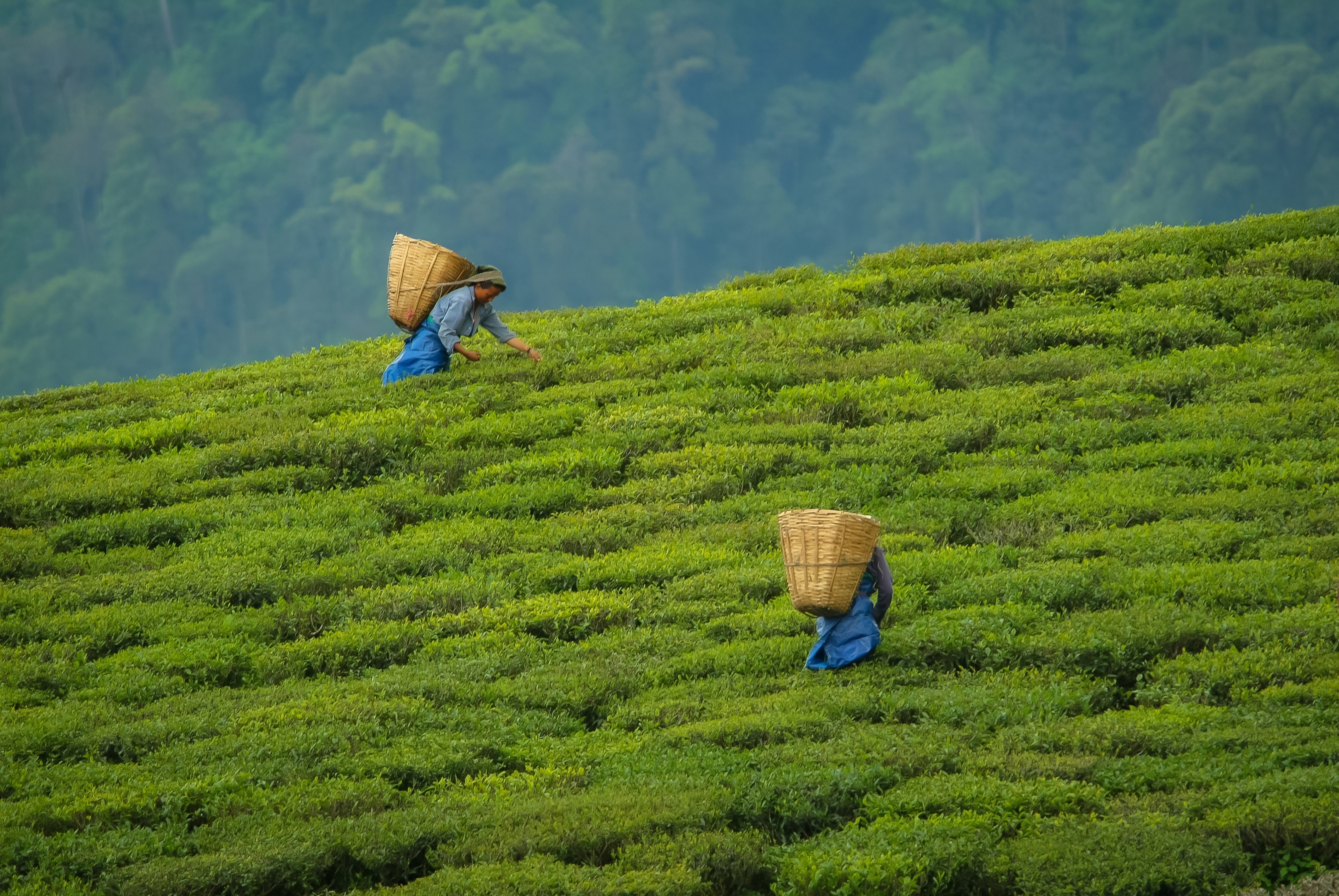 Temi Tea Festival: An Ode To Sikkim's Finest Brews And Exquisite Traditions