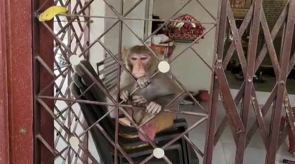 Stray monkey triggers chaos, injures boy; rescued | Ahmedabad News - The Indian Express