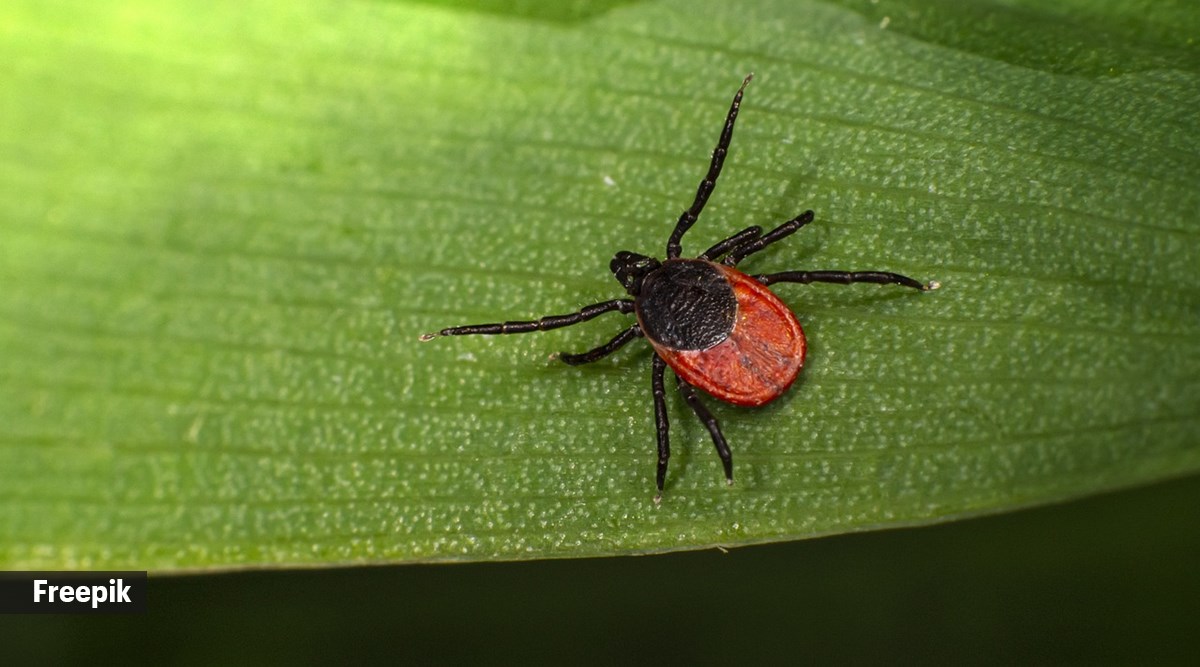 US man dies from Powassan virus: Know all about the tick-borne illness ...