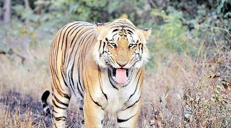 2 tigresses captured in Chandrapur to be relocted to Navegaon Nagzira ...