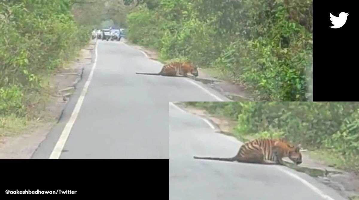 ‘The road stopper’: Tiger drinks water on side of a road, netizens ...