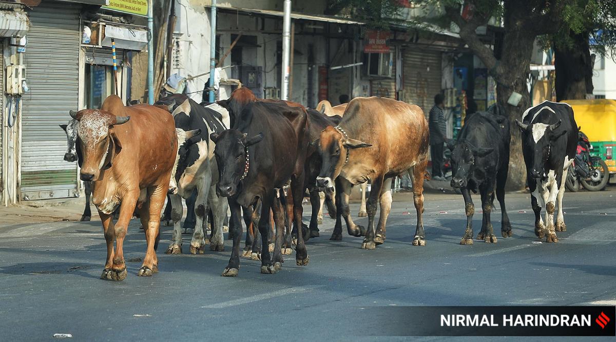 3 held in Tripura for smuggling in cows of breeds native to Myanmar via ...