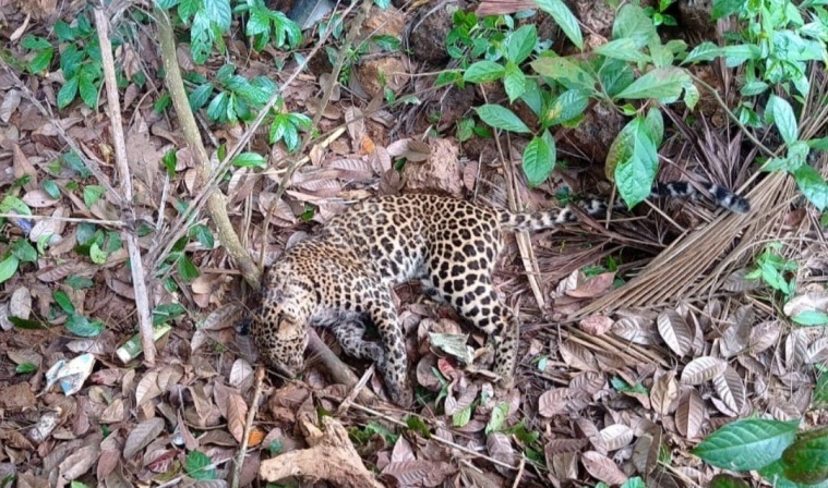 Male leopard found dead in North Goa’s Ponda; officials suspect ...
