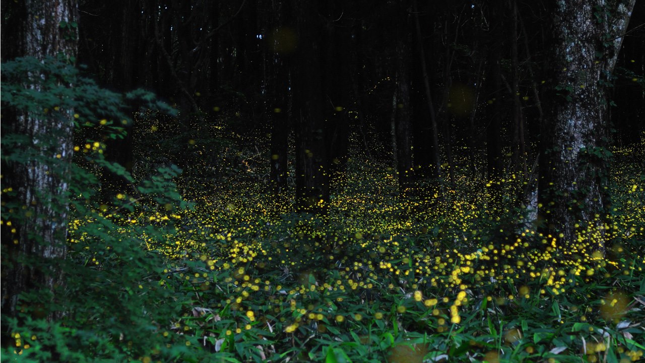 Let Fireflies Mesmerise You At These Five Vacation Spots
