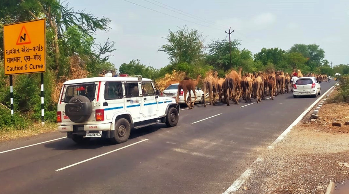 Rehab facility: 111 ‘rescued’ camels pass via Aravalli under police ...
