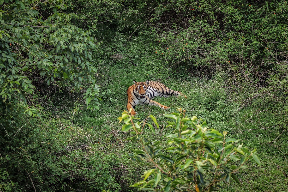 A Visual Journey Through Bandipur Tiger Reserve