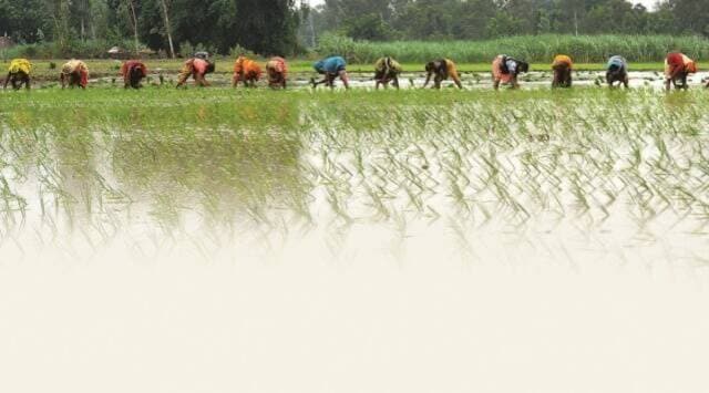 With 85% paddy transplantation left, timely monsoon a blessing in ...