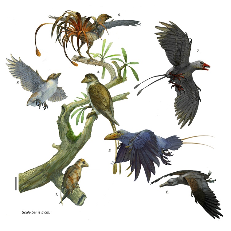 How did birds first take off? | Explained News - The Indian Express