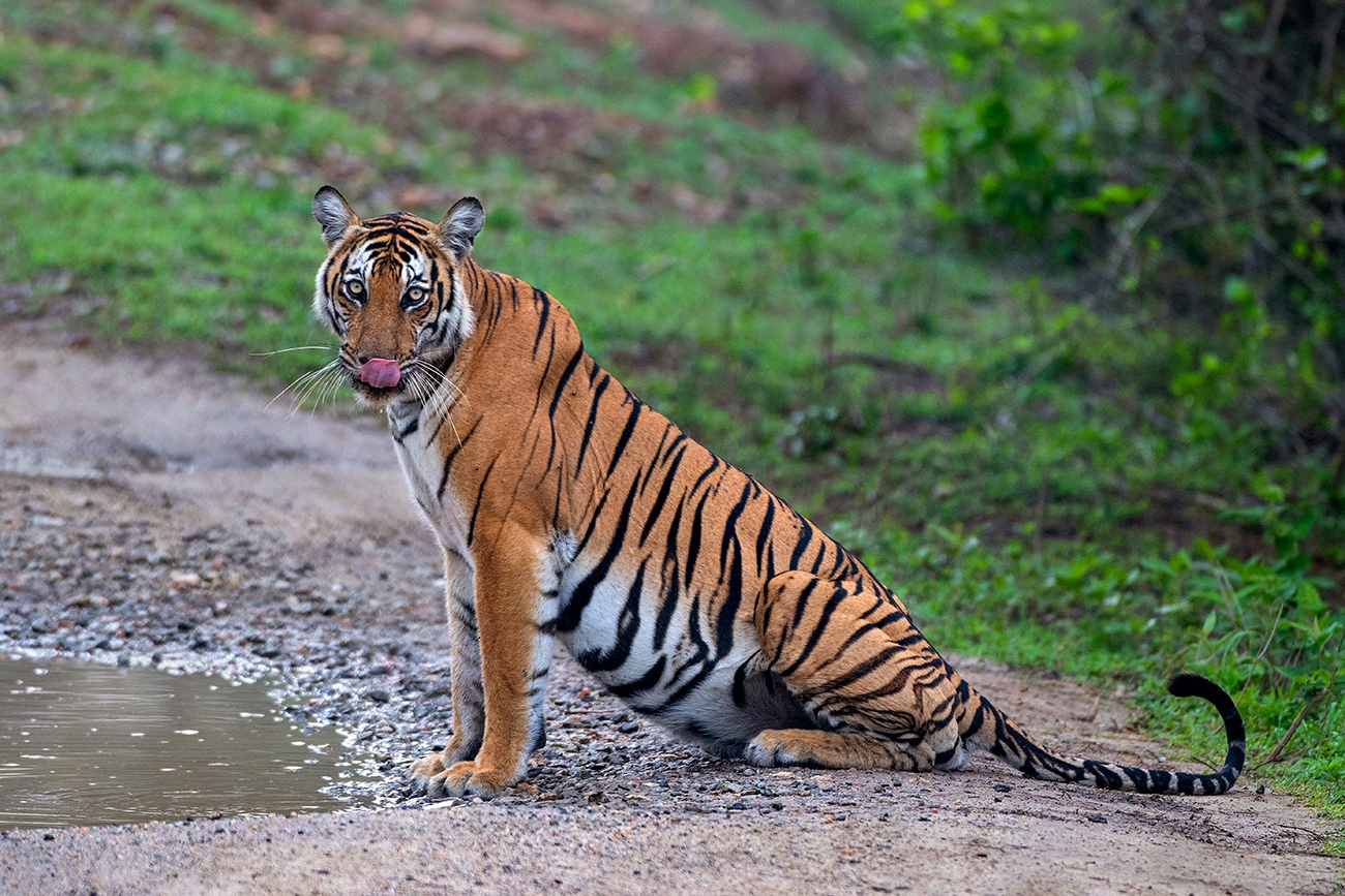 A Visual Journey Through Bandipur Tiger Reserve