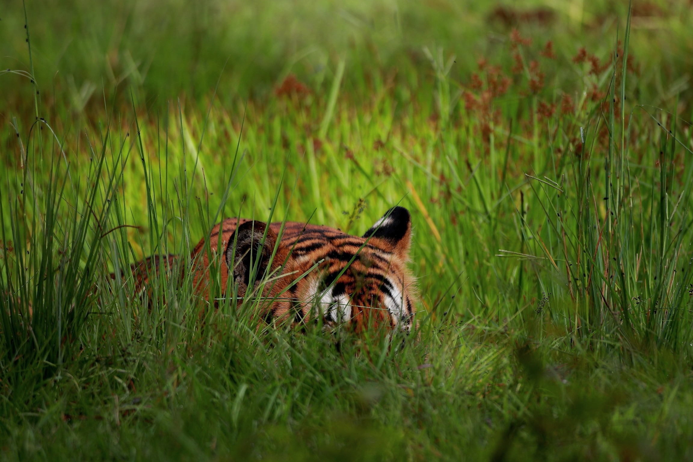 A Visual Journey Through Bandipur Tiger Reserve