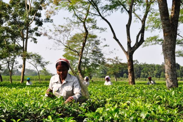 Aromatic Secrets: Bookmark These Tea Estates For Your Monsoon Vacay