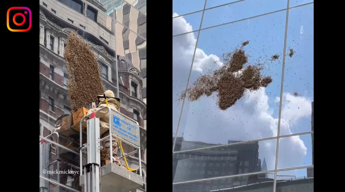 Bees swarm Manhattan, rescued by NYPD beekeepers | Trending News - The ...