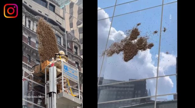 Bees swarm Manhattan, rescued by NYPD beekeepers | Trending News - The ...