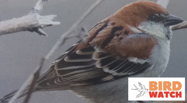 Bird Watch: Russet Sparrow, a bird that shares similarities with the ...