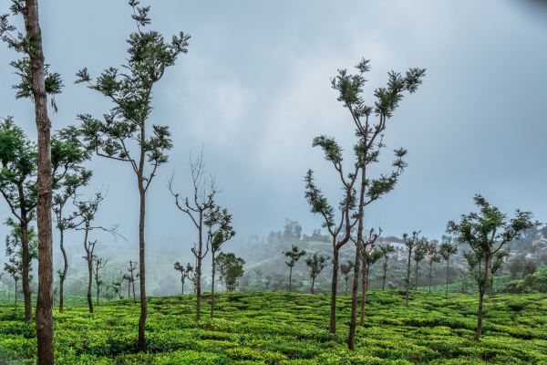 Aromatic Secrets: Bookmark These Tea Estates For Your Monsoon Vacay
