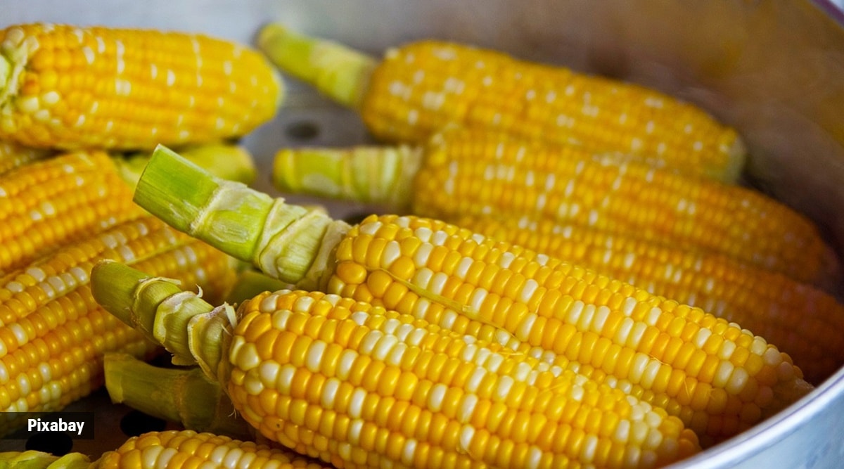 Love corn or bhutta in the rains? Know how much should you have (with ...