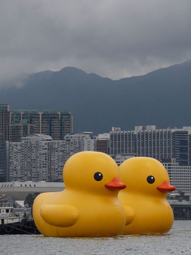 Inflatable ducks bring joy to Hong Kong’s Victoria harbour | The Indian ...
