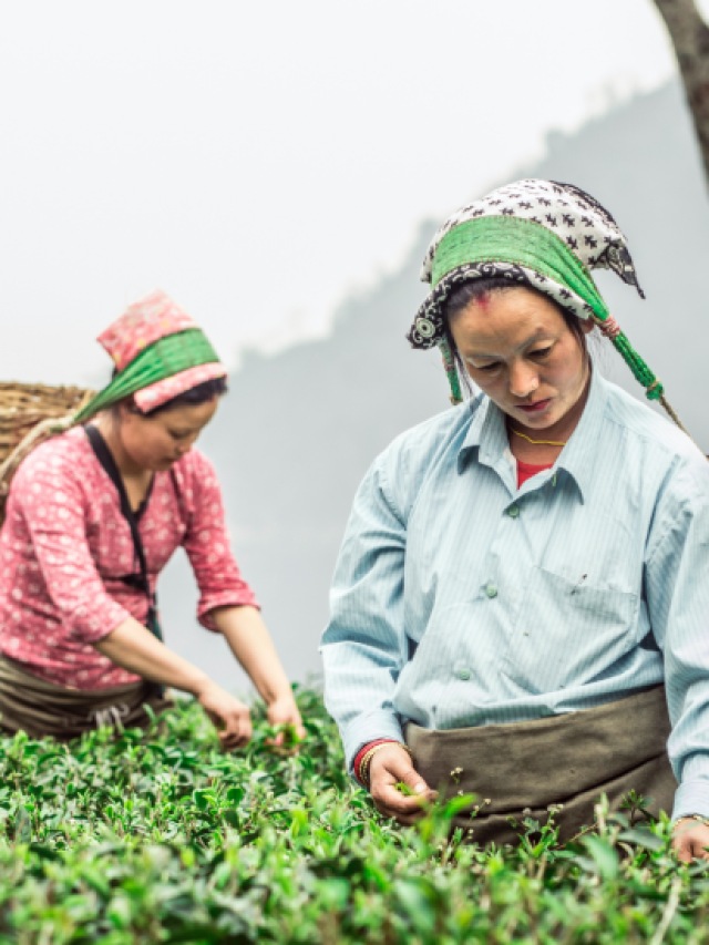 Tea Estates For Your Monsoon Vacation | The Indian Express