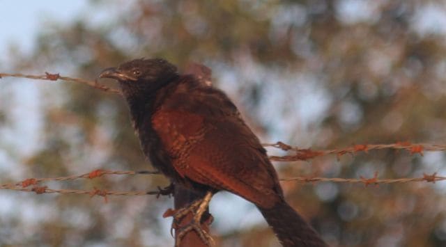 Bird Watch: Crow pheasant found in Chandigarh makes booming calls ...