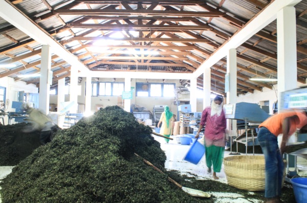 Aromatic Secrets: Bookmark These Tea Estates For Your Monsoon Vacay