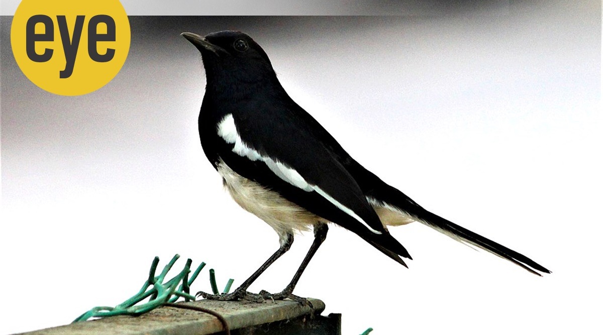 The mystery of the musical magpie robin | Eye News - The Indian Express