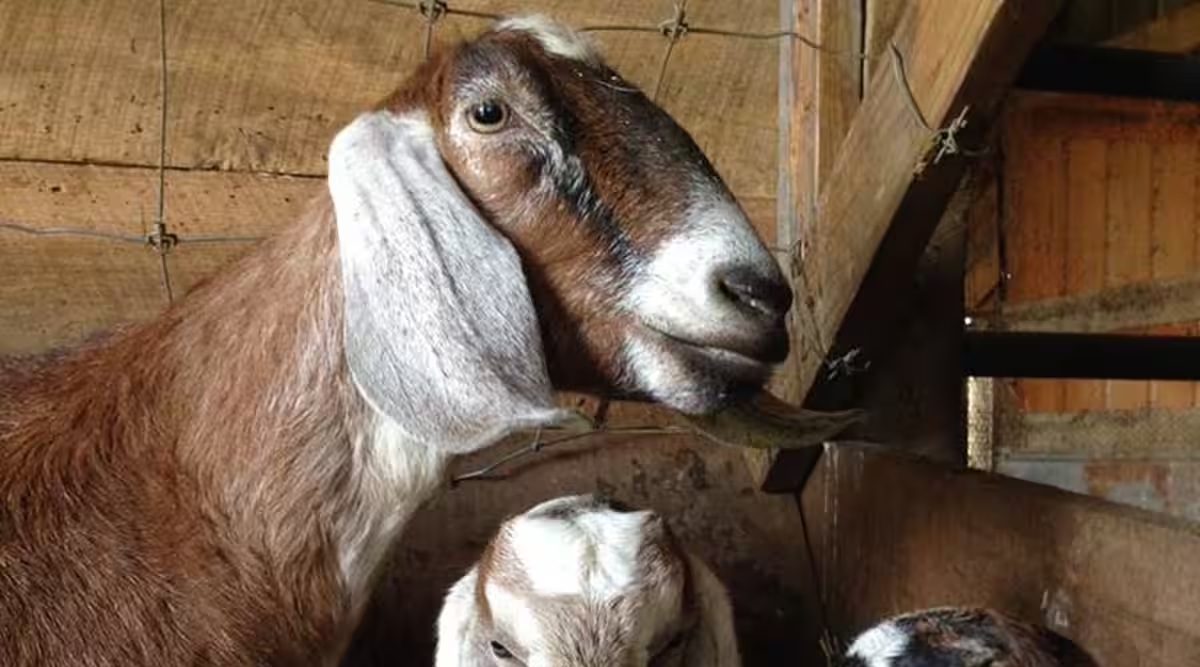 Mira Road colony residents manhandle couple for bringing goats home for ...
