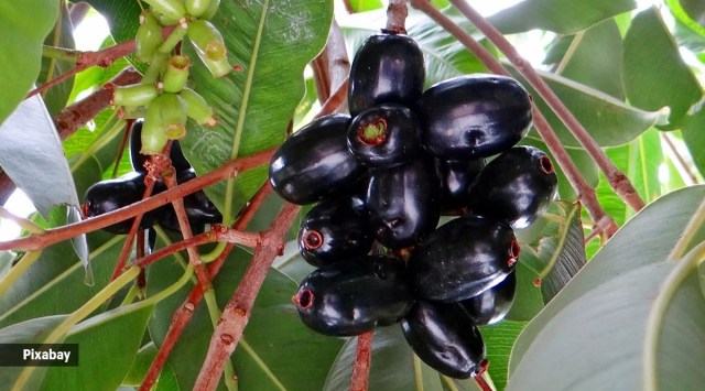 Nutrition alert: Here’s what a 100 gram serving of Java plum contains ...